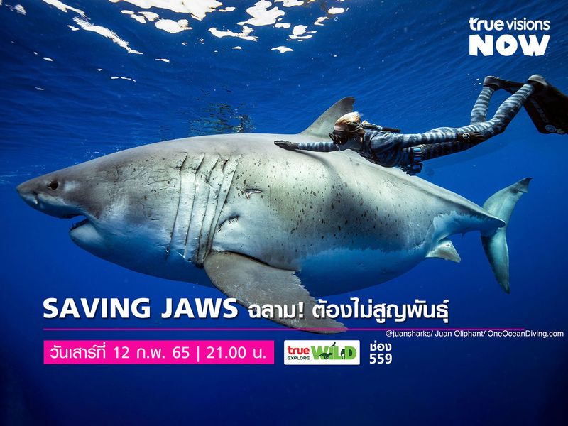 ฉลาม!! ต้องไม่สูญพันธุ์ SAVING JAWS