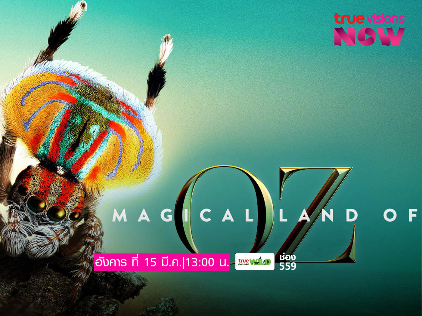 The Magical Land Of Oz The Magical Land Of Oz
