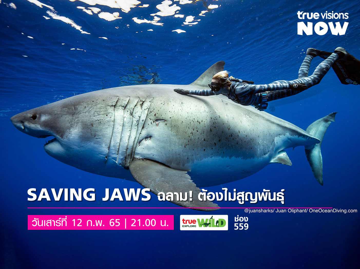 ฉลาม!! ต้องไม่สูญพันธุ์ SAVING JAWS