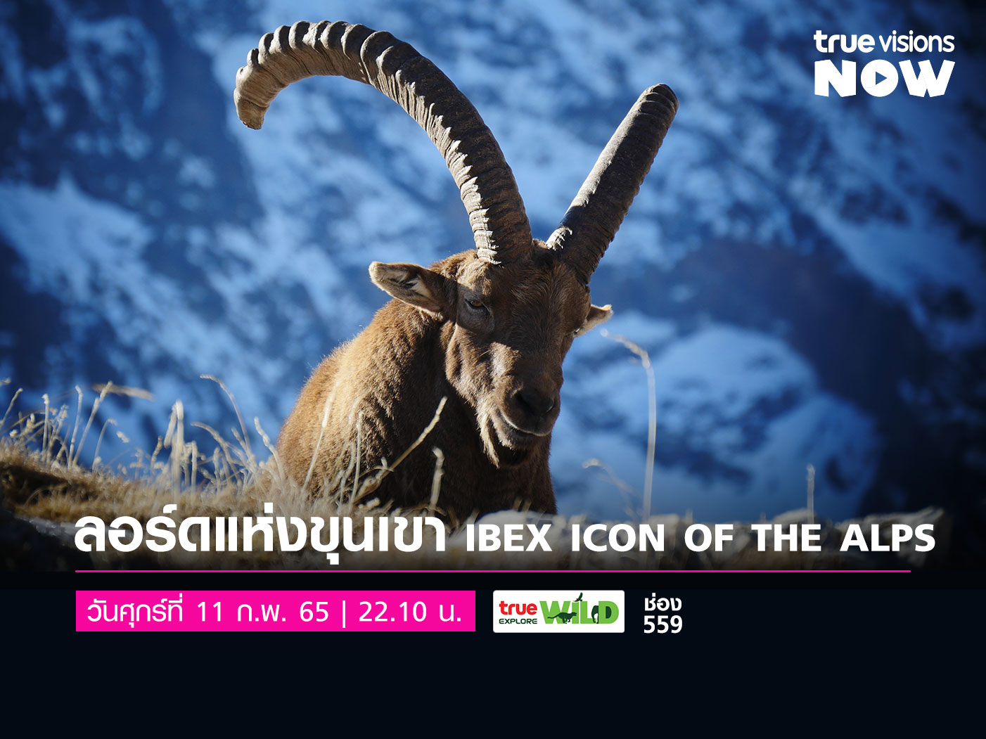 ลอร์ดแห่งขุนเขา IBEX ICON OF THE ALPS